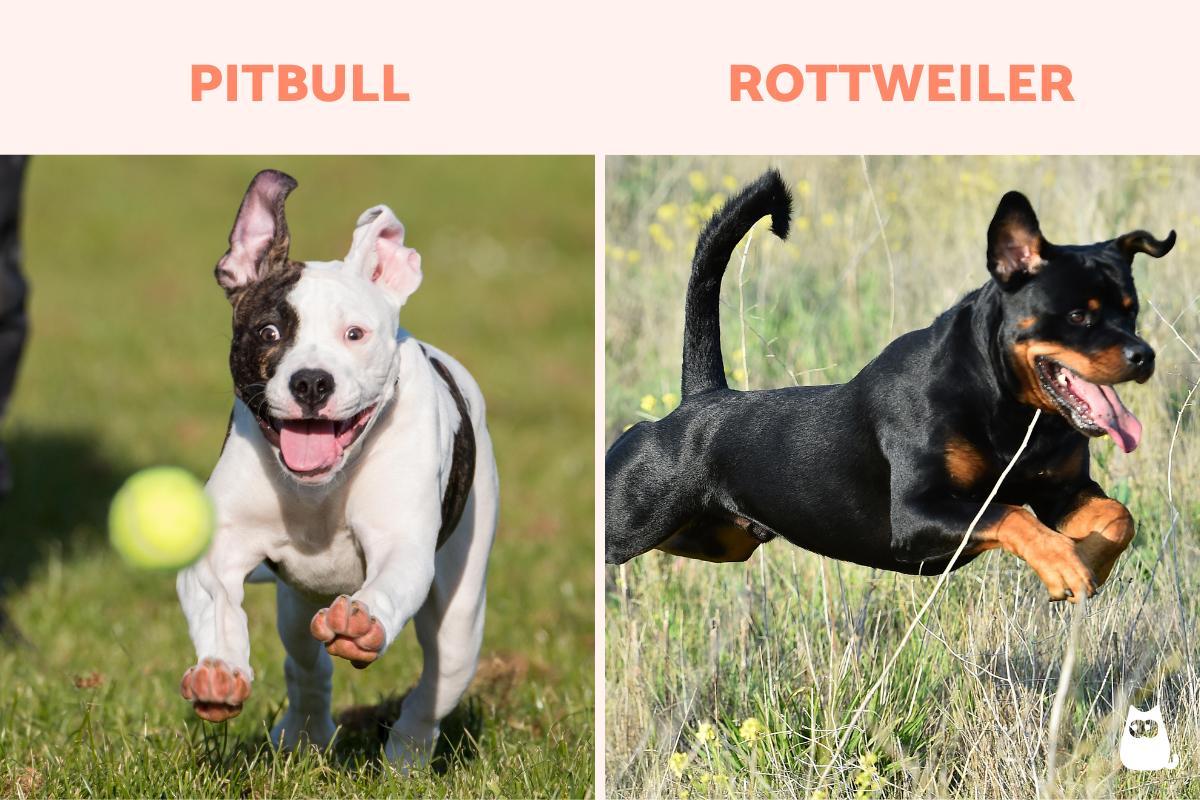 Rottweiler vs. Pitbull Breed Comparison - Rottie & Pitbull Guide