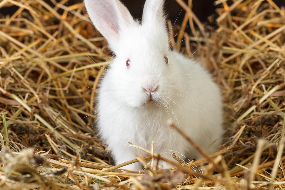 My Rabbit Is Nesting But Is Not Pregnant - Rabbit False Pregnancy