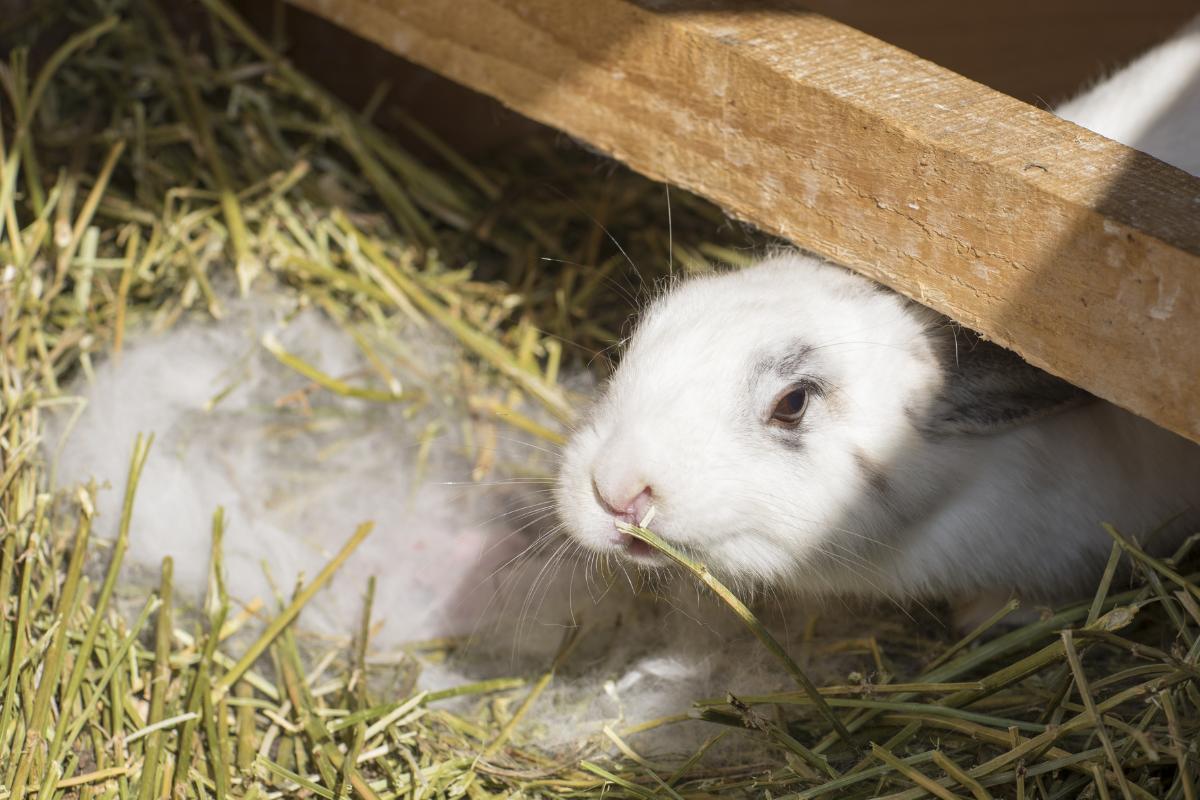 My Rabbit Is Nesting But Is Not Pregnant - Rabbit False Pregnancy