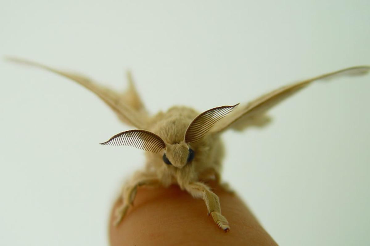 Silkworm Life Cycle Stages - Silkworm Moth Life Cycle