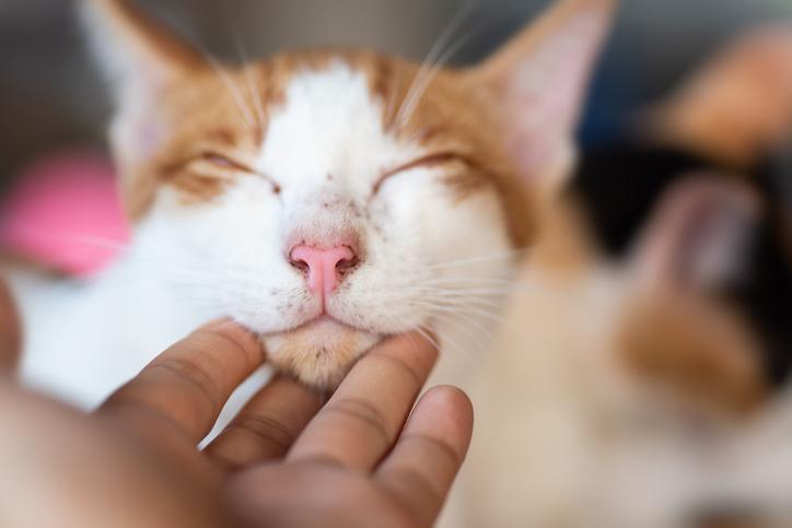 Cat Acne - Causes, Symptoms and Treatment