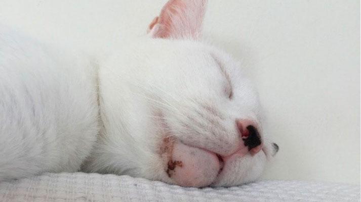 Cat Acne - Causes, Symptoms and Treatment