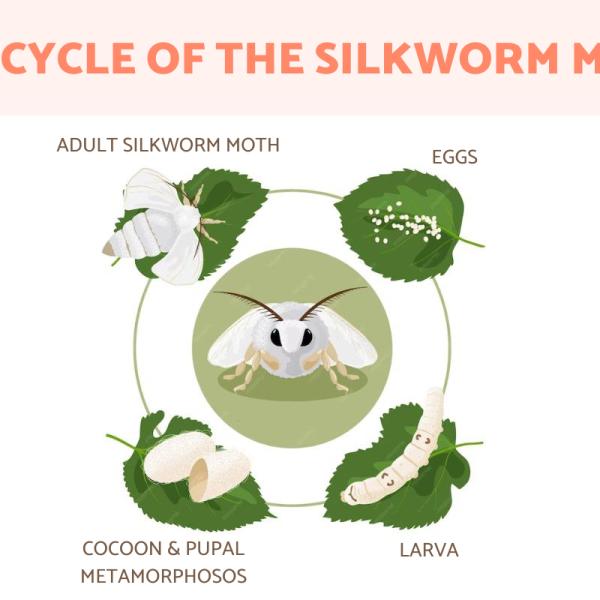 Silkworm Life Cycle Sericulture And Life Cycle Of Silkworm Online
