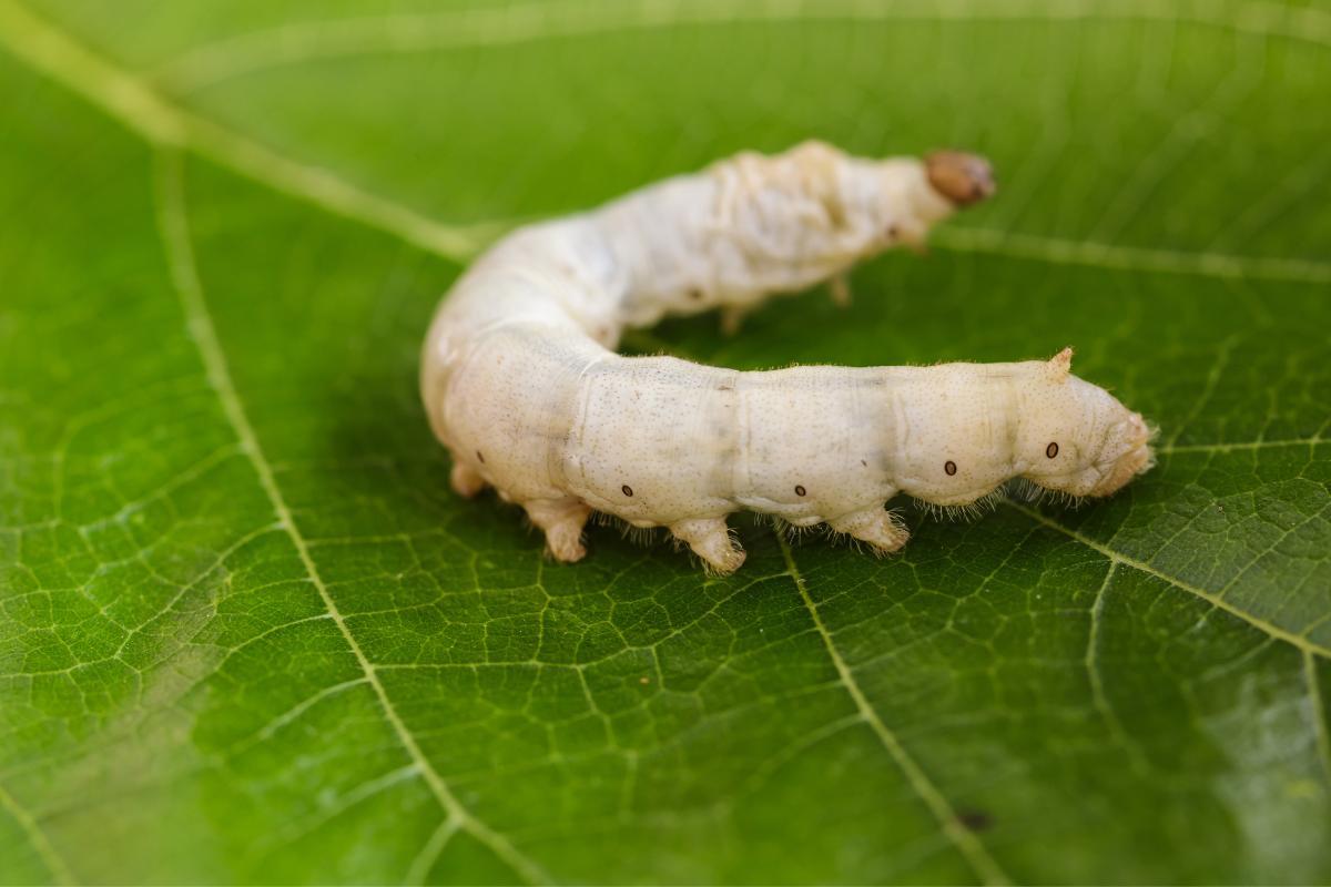 Silkworm Life Cycle Stages - Silkworm Moth Life Cycle
