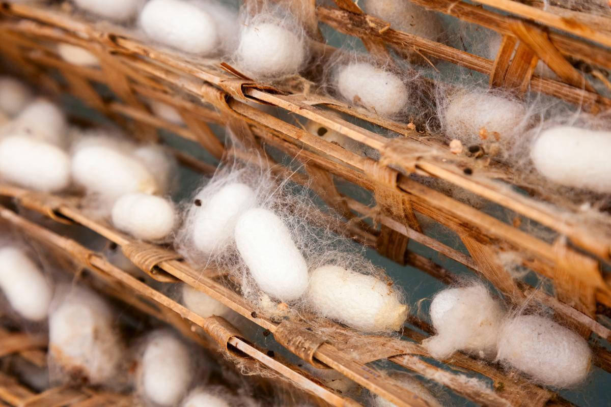 Silkworm Life Cycle Stages - Silkworm Moth Life Cycle