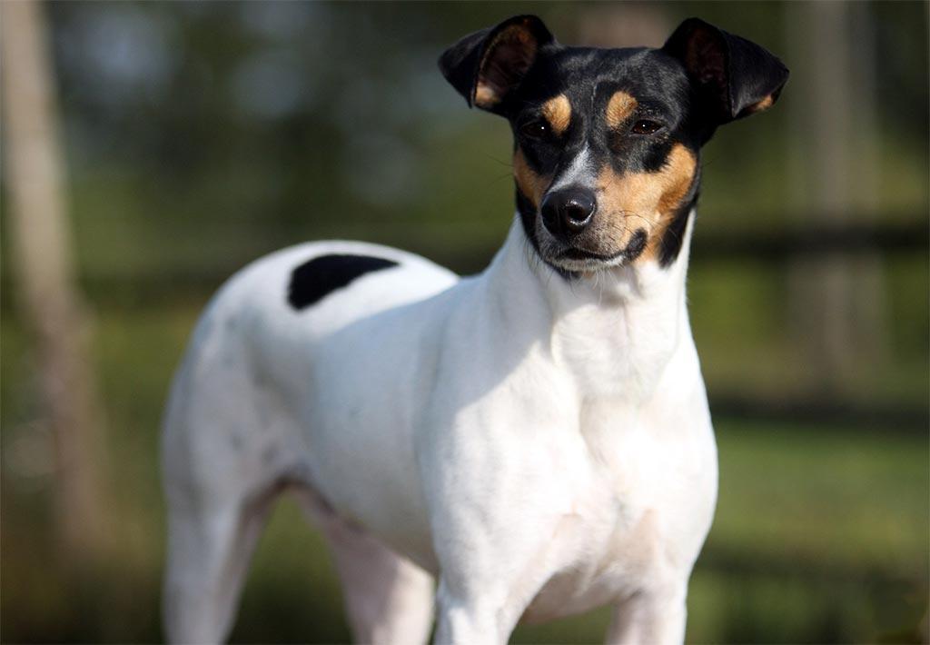 26 Spanish Dog Breeds - Dogs of Spain With Photos