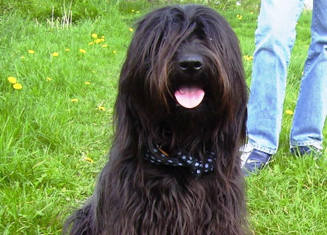 26 Spanish Dog Breeds - Dogs of Spain With Photos