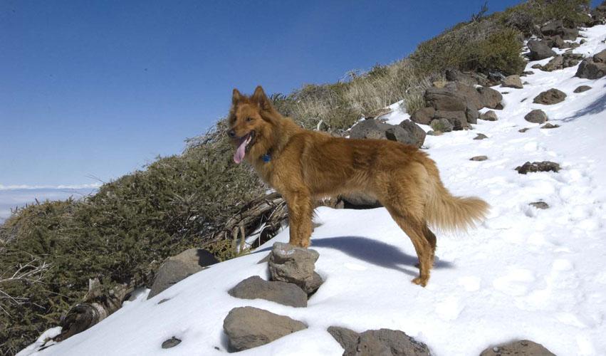 26 Spanish Dog Breeds - Dogs of Spain With Photos