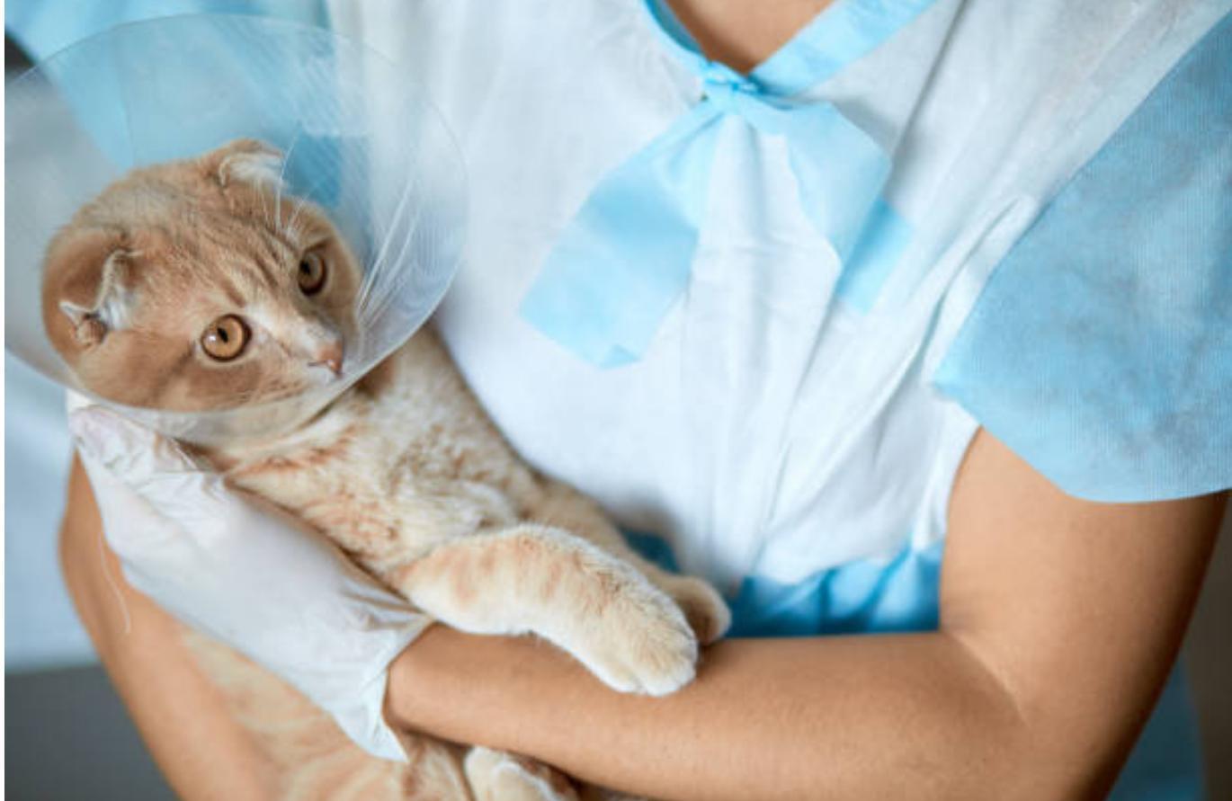 How Long After Neutering a Cat Is Testosterone Gone? - Behaviors Before ...