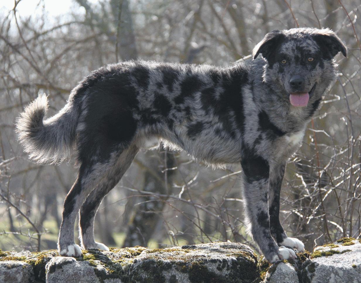 26 Spanish Dog Breeds - Dogs of Spain With Photos