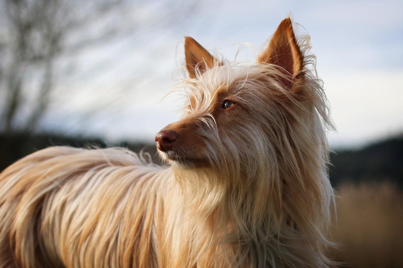 26 Spanish Dog Breeds - Dogs of Spain With Photos