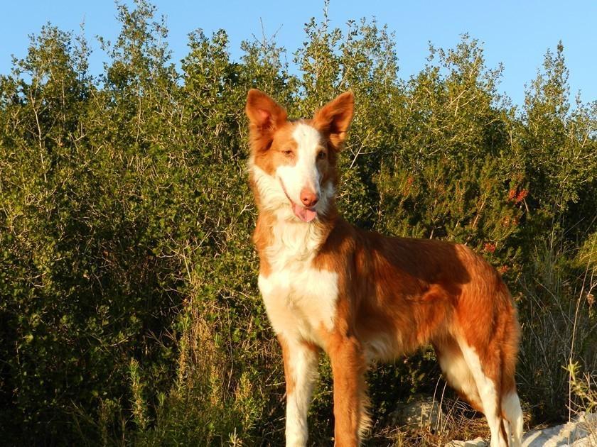 26 Spanish Dog Breeds - Dogs of Spain With Photos