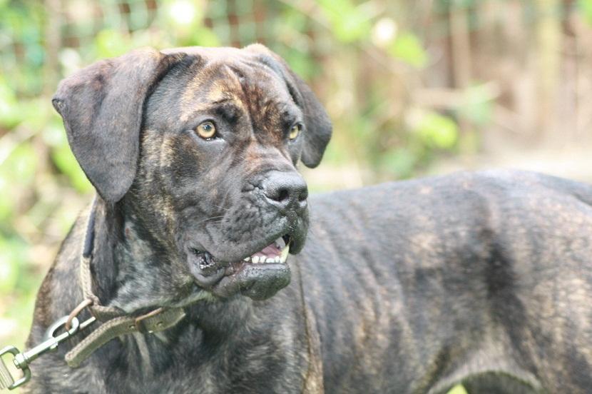 26 Spanish Dog Breeds - Dogs of Spain With Photos
