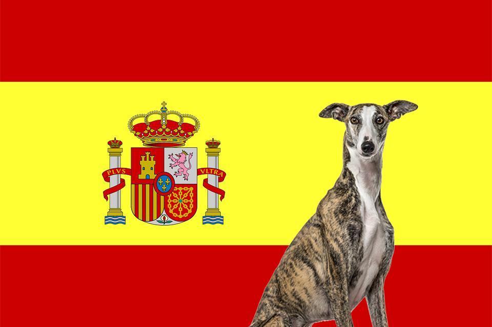 26 Spanish Dog Breeds - Dogs of Spain With Photos