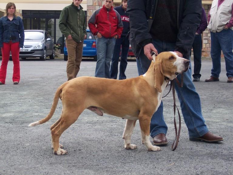 26 Spanish Dog Breeds - Dogs of Spain With Photos