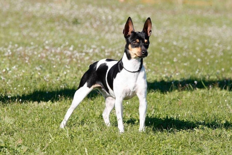 26 Spanish Dog Breeds - Dogs of Spain With Photos