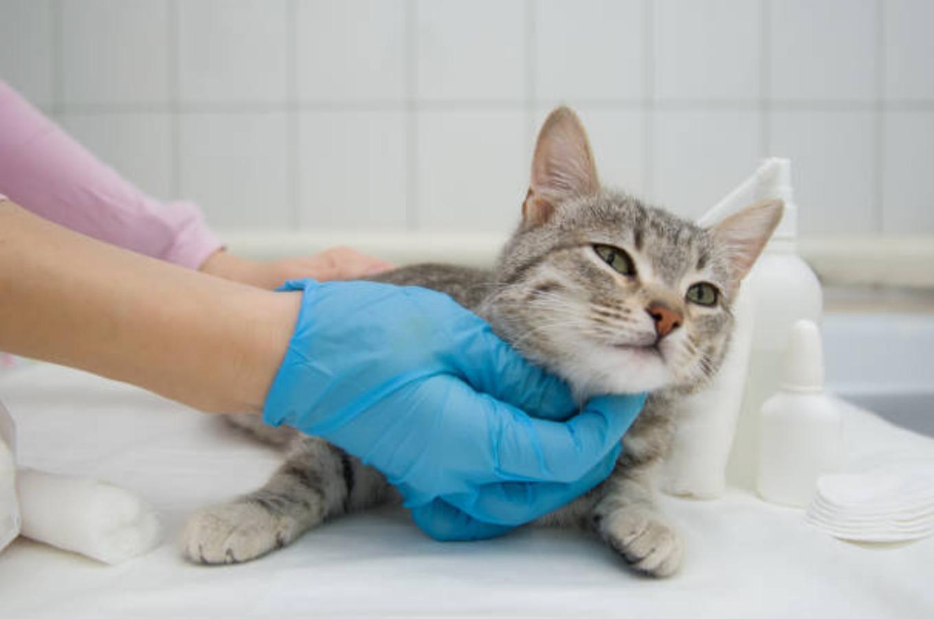 How Long After Neutering a Cat Is Testosterone Gone? - Behaviors Before ...