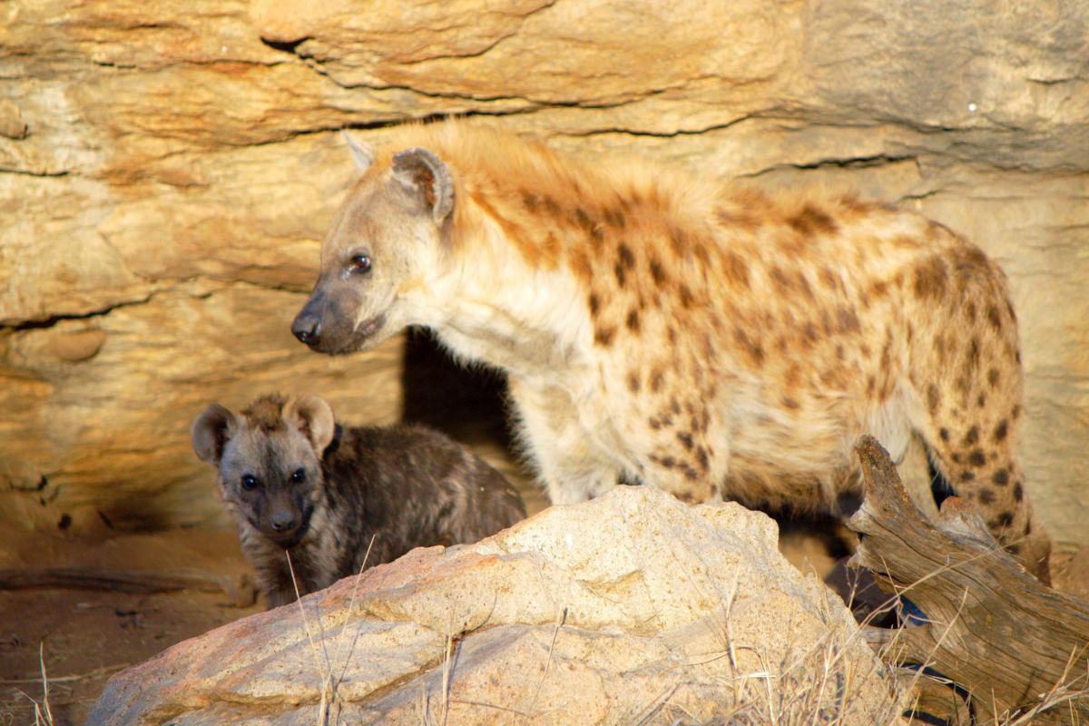 How Do Hyenas Reproduce? - Reproductive System, Breeding Season and Mating