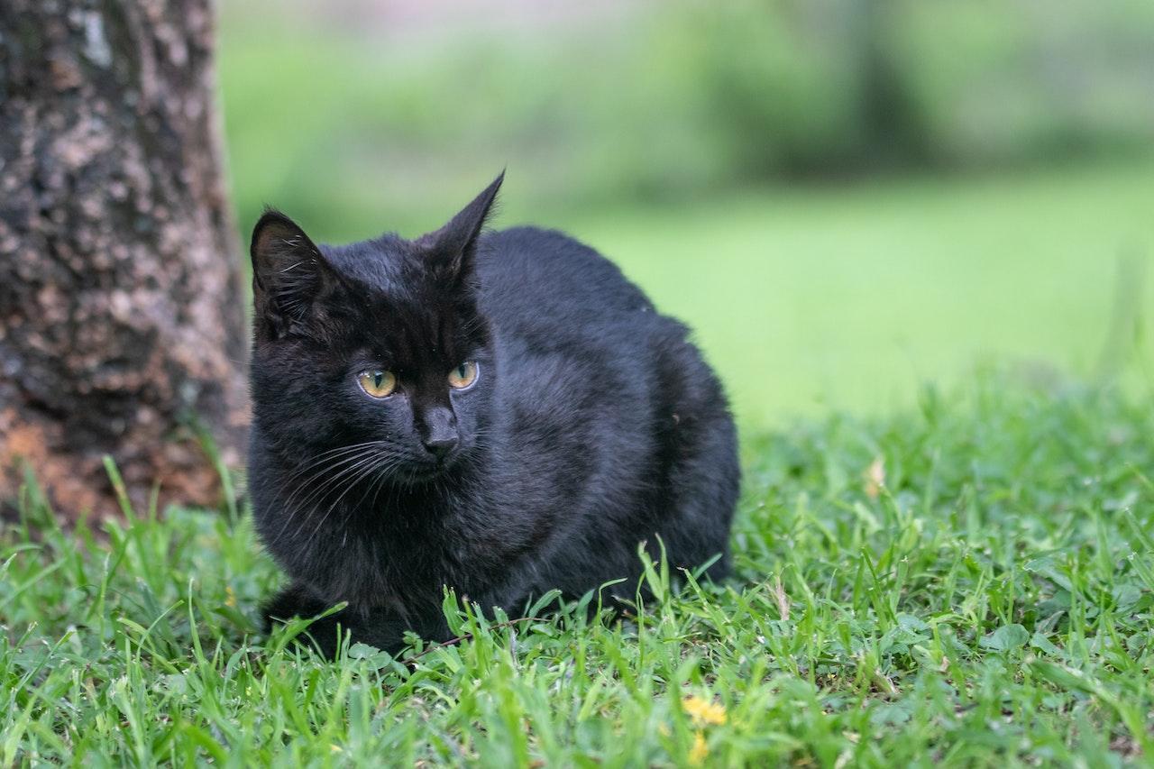 20 Types of Black Cat Breeds - Shorthair and Longhair Black Cats