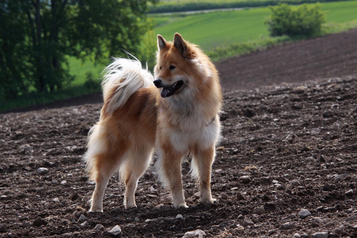 German Spitz Dogs: Breeds and Varieties