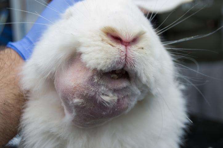 My Rabbit Has an Abscess - What to Do