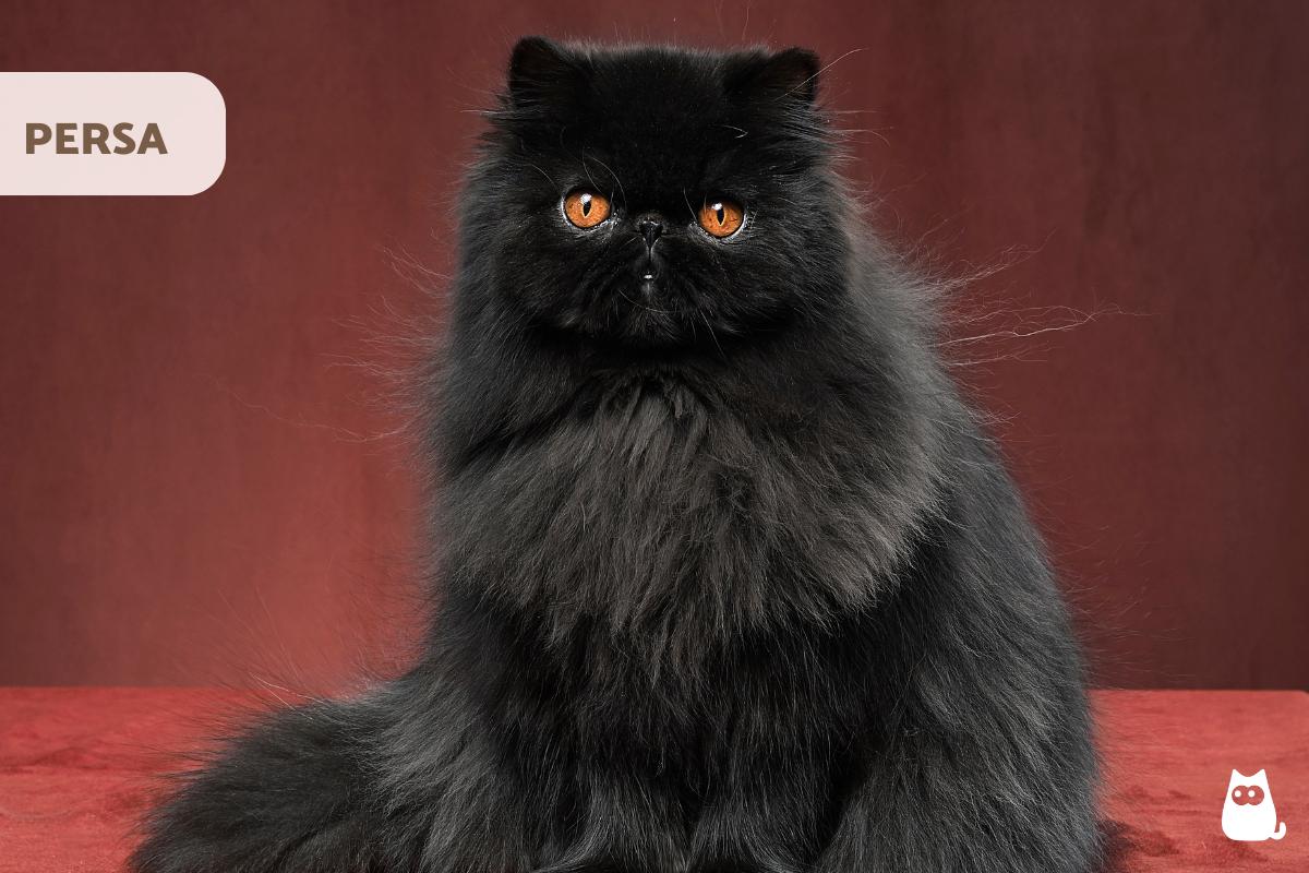20 Types of Black Cat Breeds - Shorthair and Longhair Black Cats
