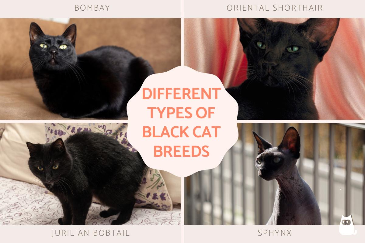 20 Types of Black Cat Breeds - Shorthair and Longhair Black Cats