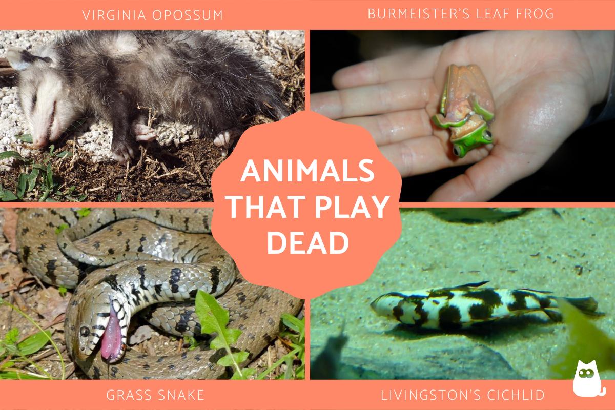 20 Animals That Play Dead - Examples and Reasons for Doing It