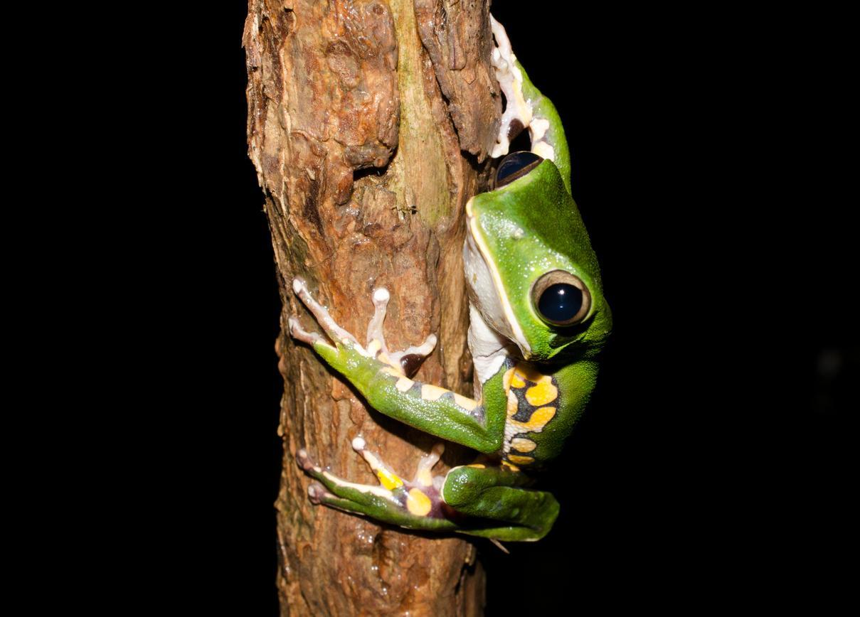 20 Animals That Play Dead - Examples and Reasons for Doing It