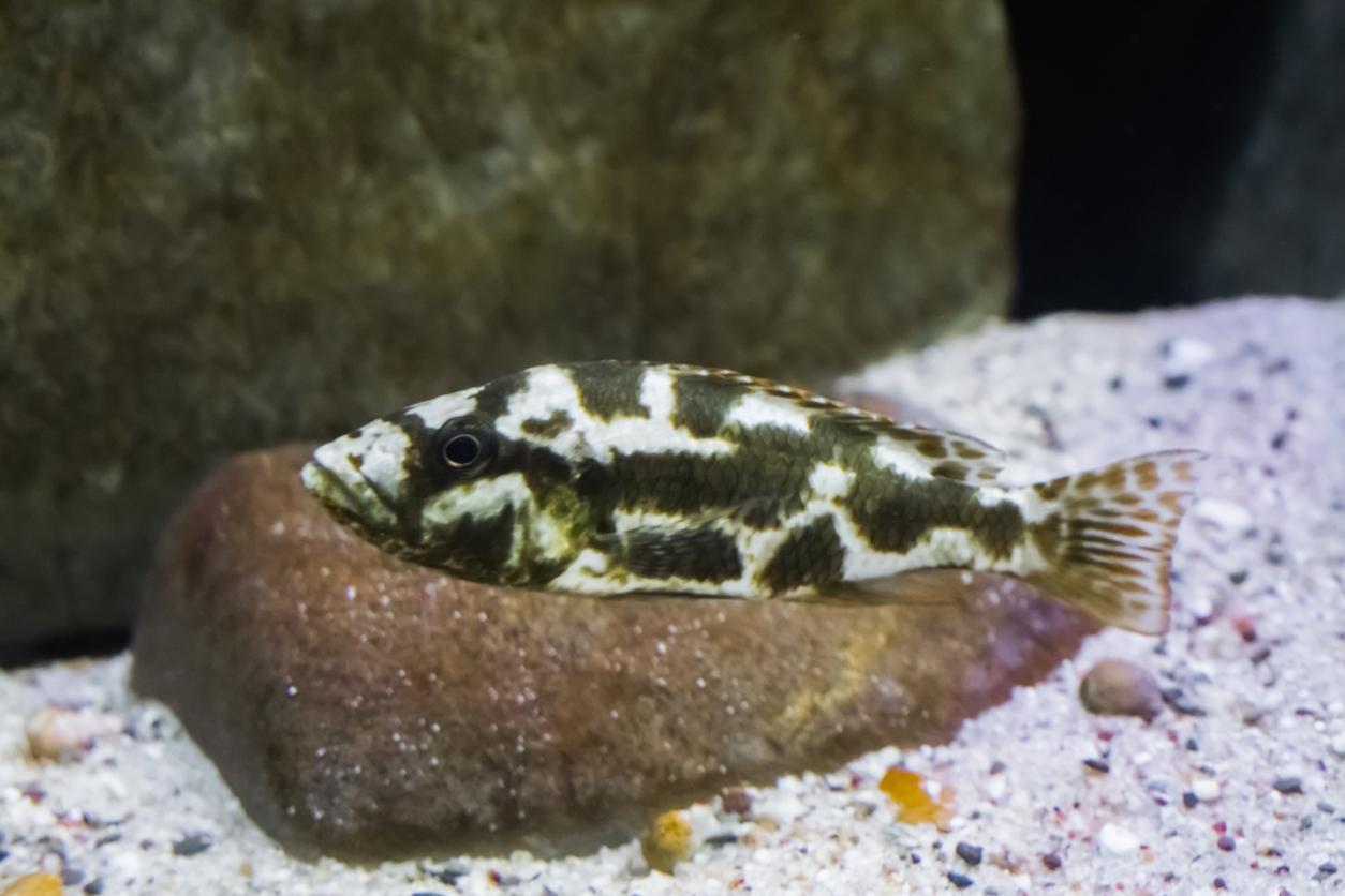 20 Animals That Play Dead - Examples and Reasons for Doing It