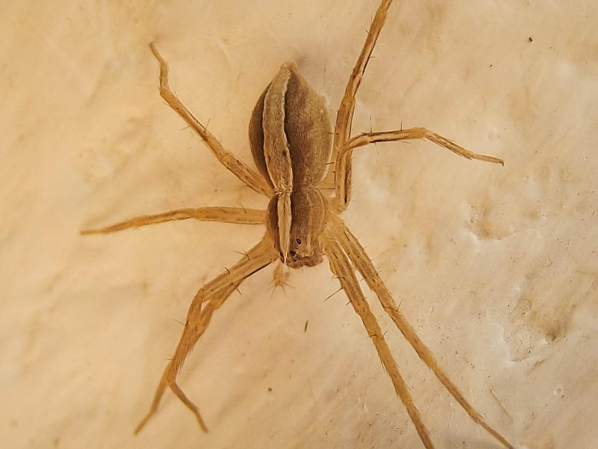 20 Animals That Play Dead - Examples and Reasons for Doing It