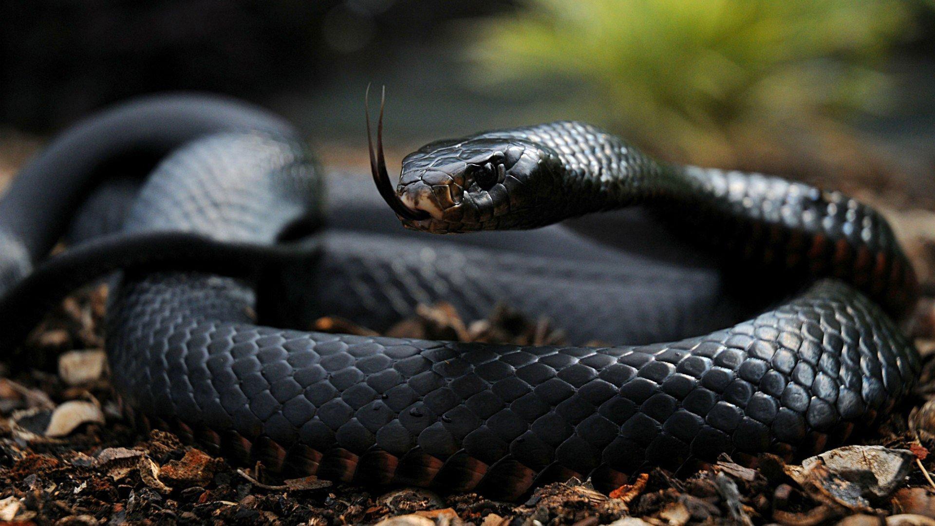 The 10 Most Venomous Animals in the World