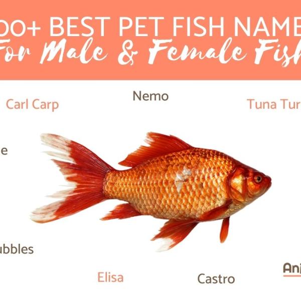 betta pet names