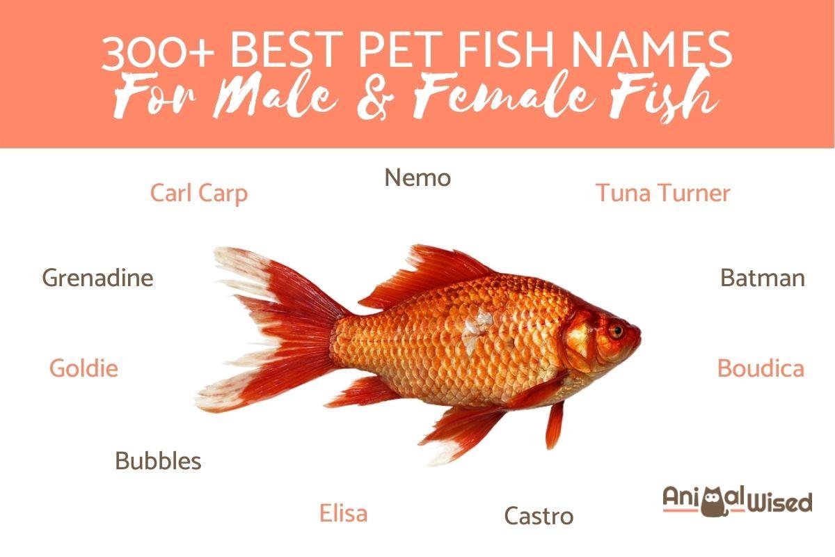 300+ Best Fish Names for Pet Fish - Male & Female Fish