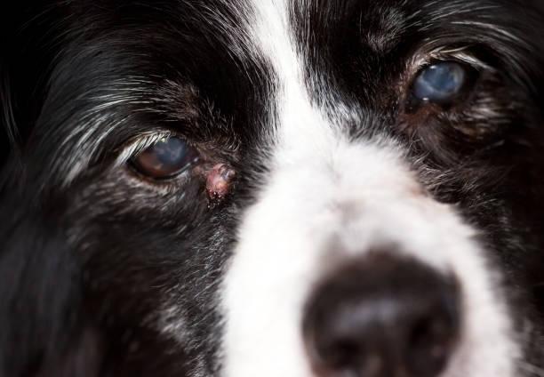 Histiocytoma in Dogs - Causes, Symptoms and Treatment With Pictures