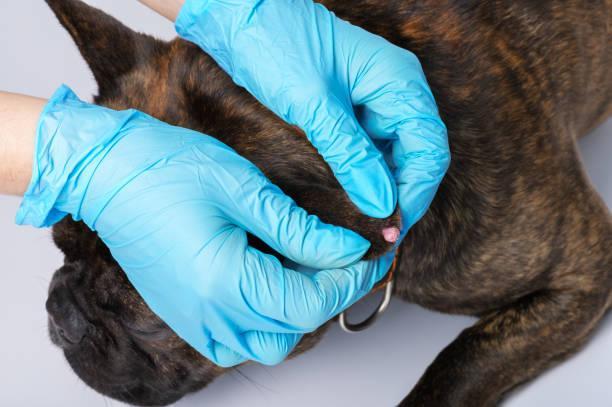 Histiocytoma in Dogs - Causes, Symptoms and Treatment With Pictures