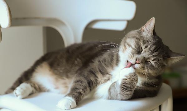 Unhealthy Cat Claws - Causes of Cat Nail Problems - Infections & Other ...