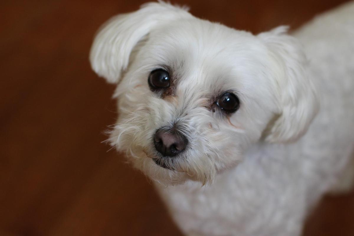 How to Know if a Maltese Dog is Purebred - Purebred Maltese Breed ...