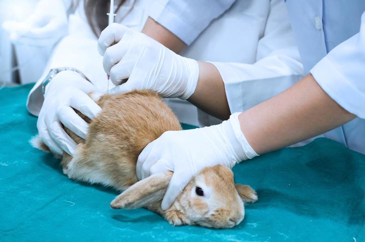 Rabbit Rabies Symptoms and Treatment - Possible Vaccination