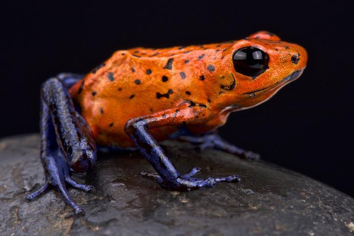 Aposematism in Animals - Definition with Examples and Photos