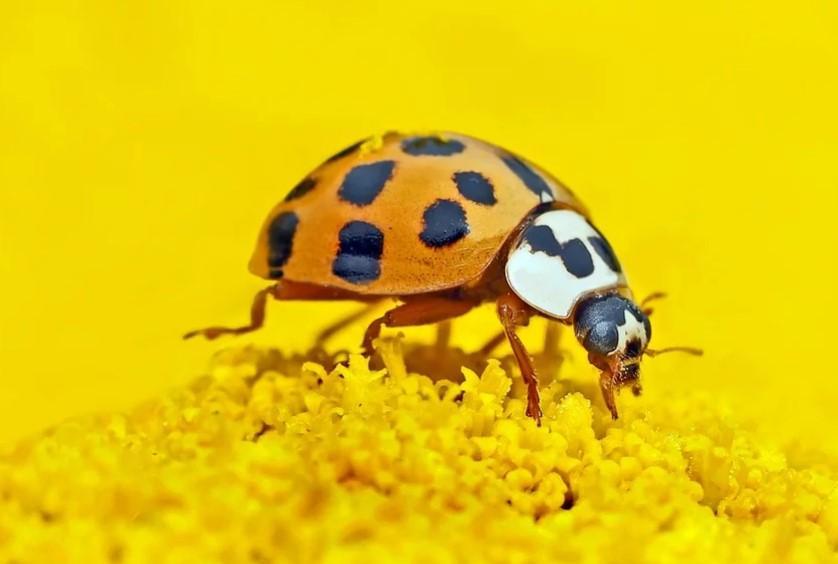 Aposematism in Animals - Definition with Examples and Photos