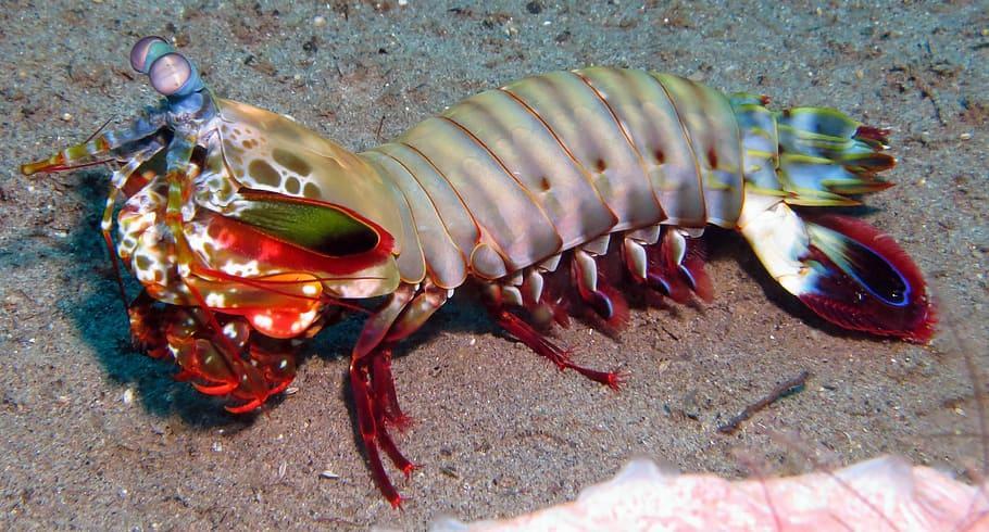Aposematism in Animals - Definition with Examples and Photos