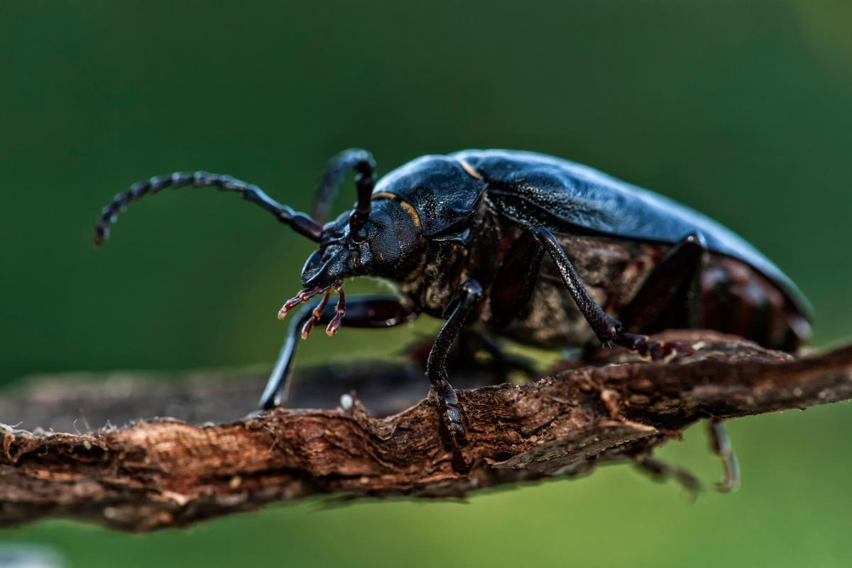 Do Beetles Bite? - Types of Biting Beetles With Photos