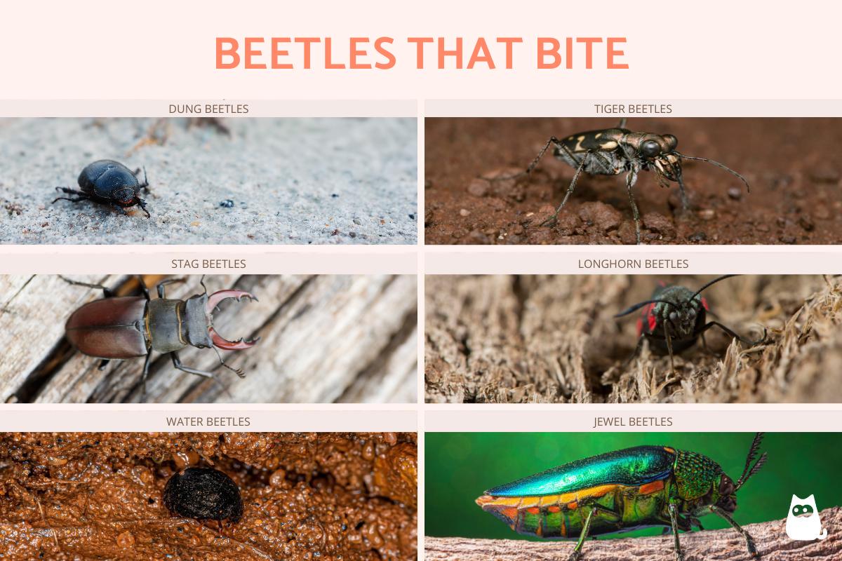 Do Beetles Bite? - Types of Biting Beetles With Photos