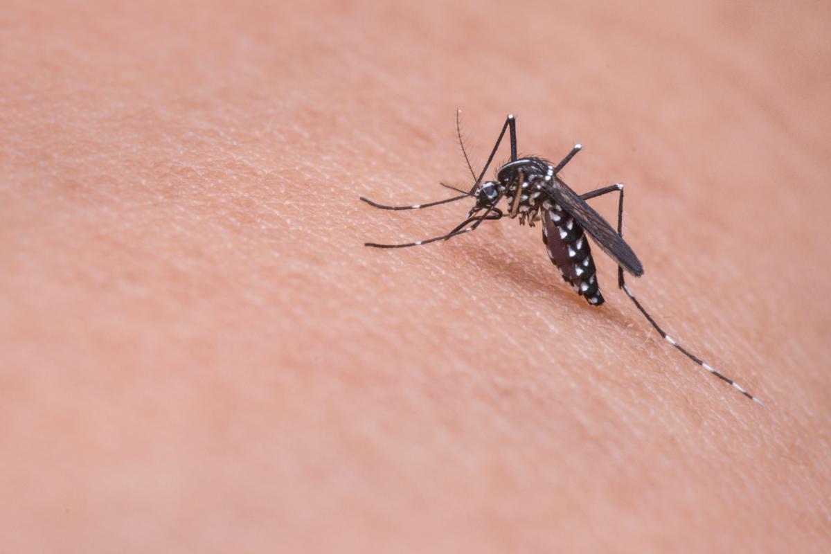 Do Mosquitoes Have Brains? - Mosquito Brain Structure and Function