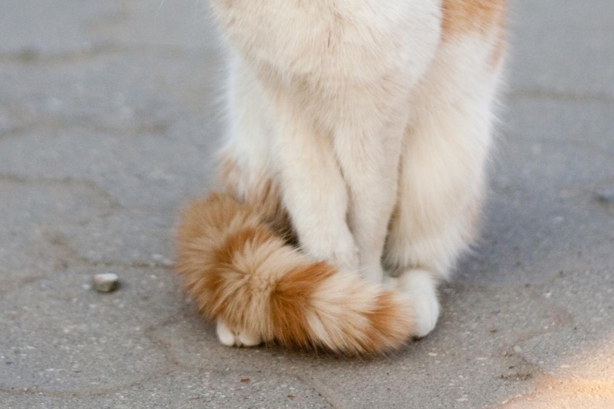 Cat Tail Behavior Explained - What Different Movements Mean