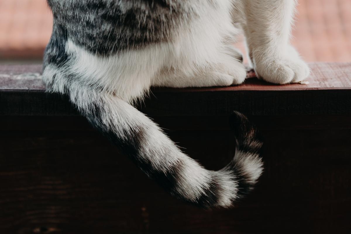 Cat Tail Behavior Explained - What Different Movements Mean