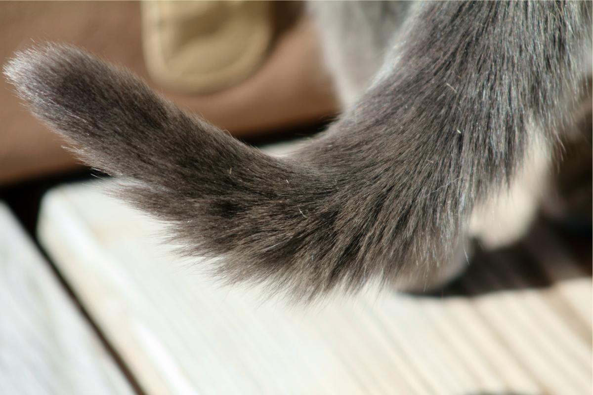 Cat Tail Behavior Explained - What Different Movements Mean