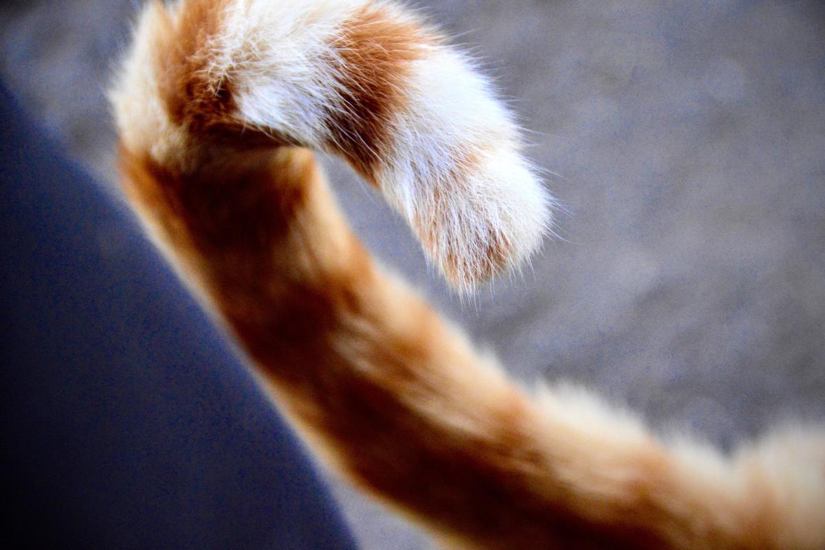 Cat Tail Behavior Explained - What Different Movements Mean