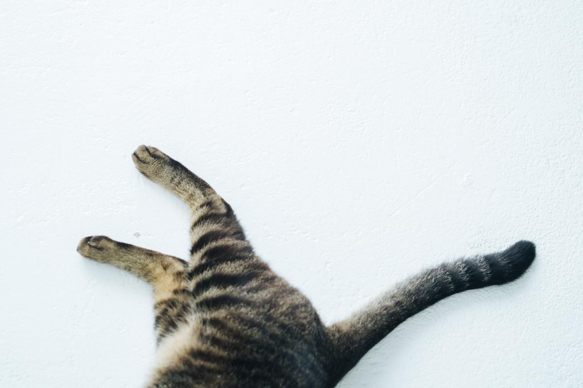 Cat Tail Behavior Explained - What Different Movements Mean